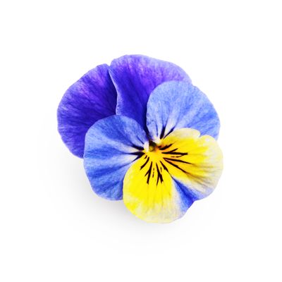 Blue Pansy Flower Isolated On White Stock Photo 1278669769 | Shutterstock