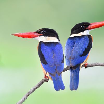 Zdjęcie stockowe „Beautiful Pink Butterfly Chocolate Albatross Fancy ...
