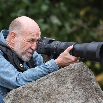 Profile Red Buck Deer Stock Photo 1614242461 | Shutterstock