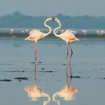 Plain Gold Coin Rotating Animation 3d Stock Footage Video (100% Royalty ...