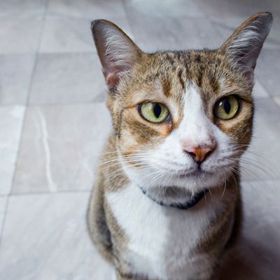 Tribal Navajo Brick Pattern Indian Style Stock Vector (Royalty Free ...