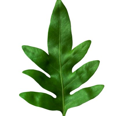 Group Top View Tropical Green Leaf Stock Photo 1093620056 | Shutterstock