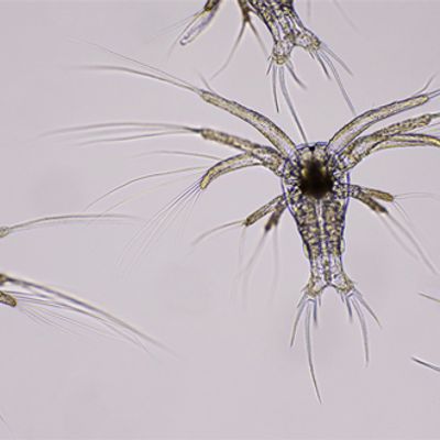 Nauplius Stage Vannamei Shrimp Light Microscope Stock Photo (Edit Now ...