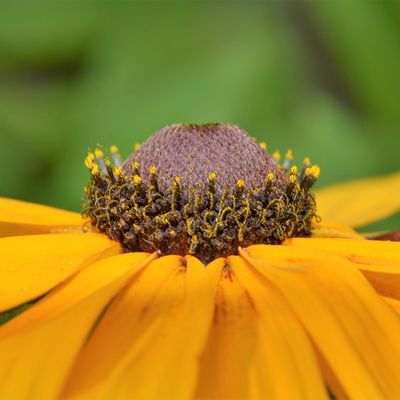 One Pink Oval Pill Isolated Tablet Stock Photo 1186932916 | Shutterstock