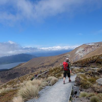 Clianthus Maximus Kaka Beak Flowernew Zealand Stock Photo 1488532943 ...
