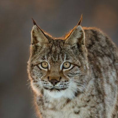 Stock Photo and Image Portfolio by Vaclav Matous | Shutterstock