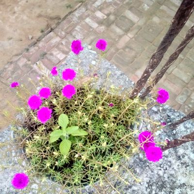 Cartera de fotos e imágenes de stock de Roopak Hiranwal | Shutterstock