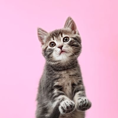Cute Kitten On Color Yellow Background Stock Photo 1896864028 ...