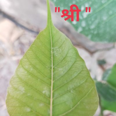 Alkanet Root Better Known Ratan Jotis Stock Photo (Edit Now) 1550837906