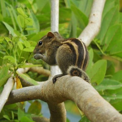 Polgahawelasri Lankamay 12 2019dothalu Palm Tree Stock Photo 1719556324 ...