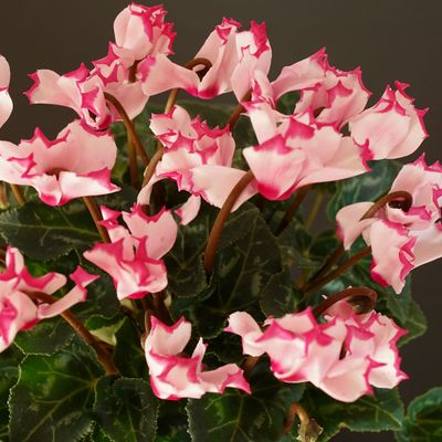 Stock Photo and Image Portfolio by davidek1 | Shutterstock