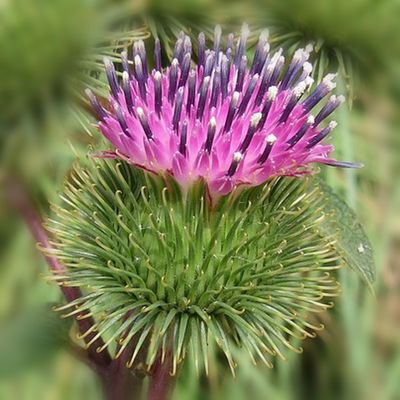 Venus Flower Basket Glass Sponge Stock Photo (Edit Now) 352835447