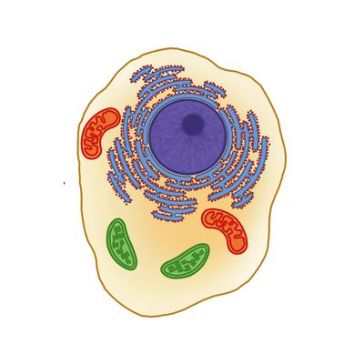 Triploid Syndrome Karyotype Human Triploidy Chromosomal Stock ...