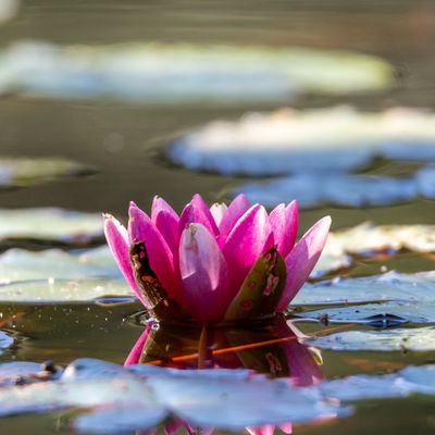 Moroccan Kohl Powder Traditional Kohl Stick Stock Photo 1795133152 ...