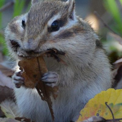 Japanese Chipmunk Looking Food Stock Photo (Edit Now) 1977328907