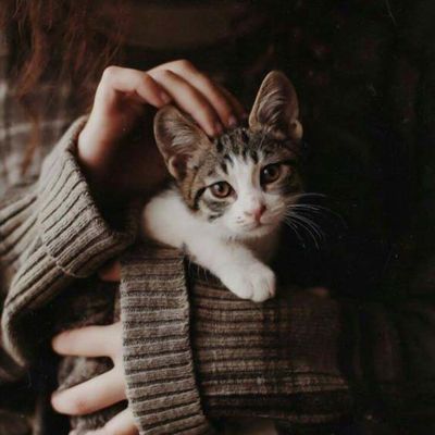 Baroque Colorful Motif Design Border Digital Stock Illustration ...