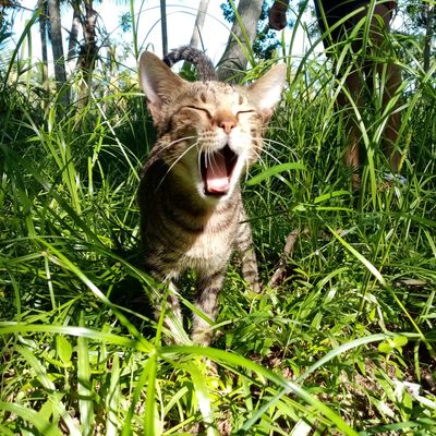 Cartera de fotos e imágenes de stock de Chanithu senhas | Shutterstock