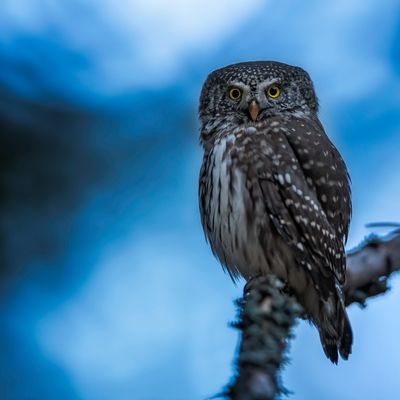 About NatureTron | Shutterstock Contributor