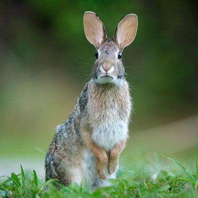 Aerial View Electrical Power Plant Rows Stock Footage Video (100% ...
