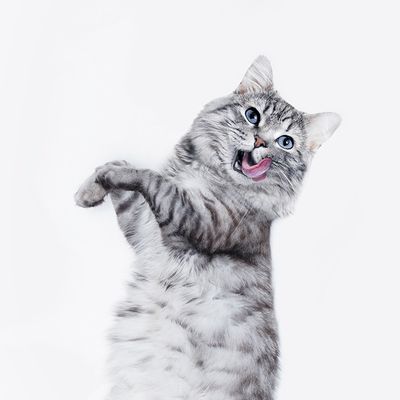Funny Gray Kitten Smiling Dog Beautiful Stock Photo 1772104685 ...