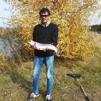 Popular Rohu Rohit Fish Indian Subcontinent Stock Photo 113482564 ...