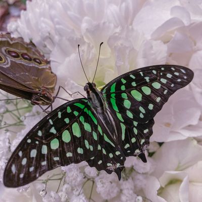 Khokhloma Russian Ornament Isolated On White Stock Vector (Royalty Free ...