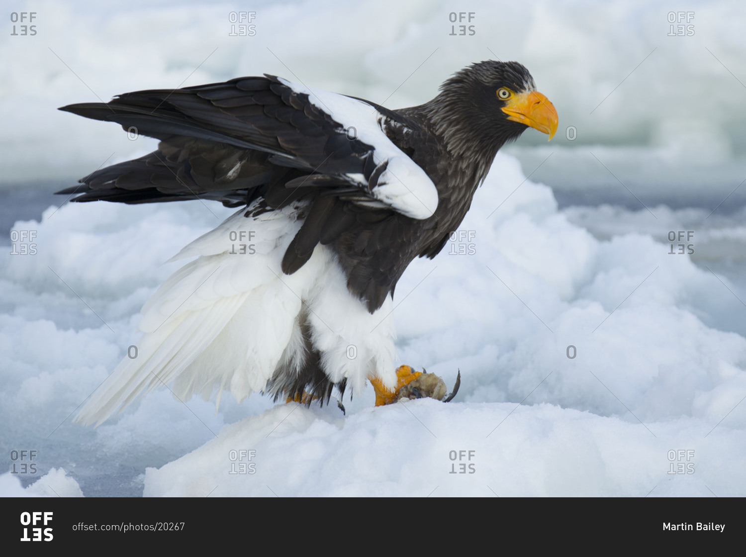 Steller's Sea Eagle Fishing in Nemuro Subprefecture, island of Hokkaido ...