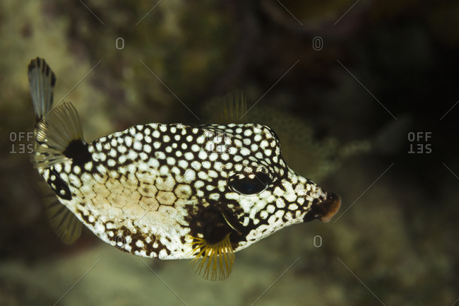 Baby Cow Fish
