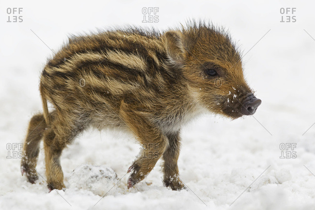 Baby Boar Botan