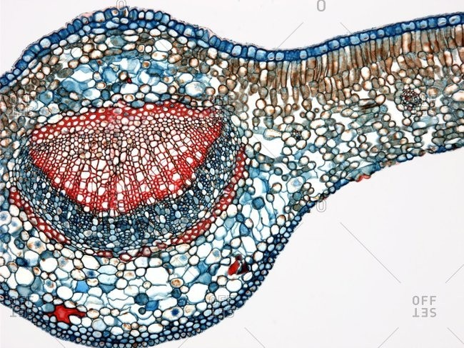Light micrograph of a section through the midrib of a tea (Camellia ...