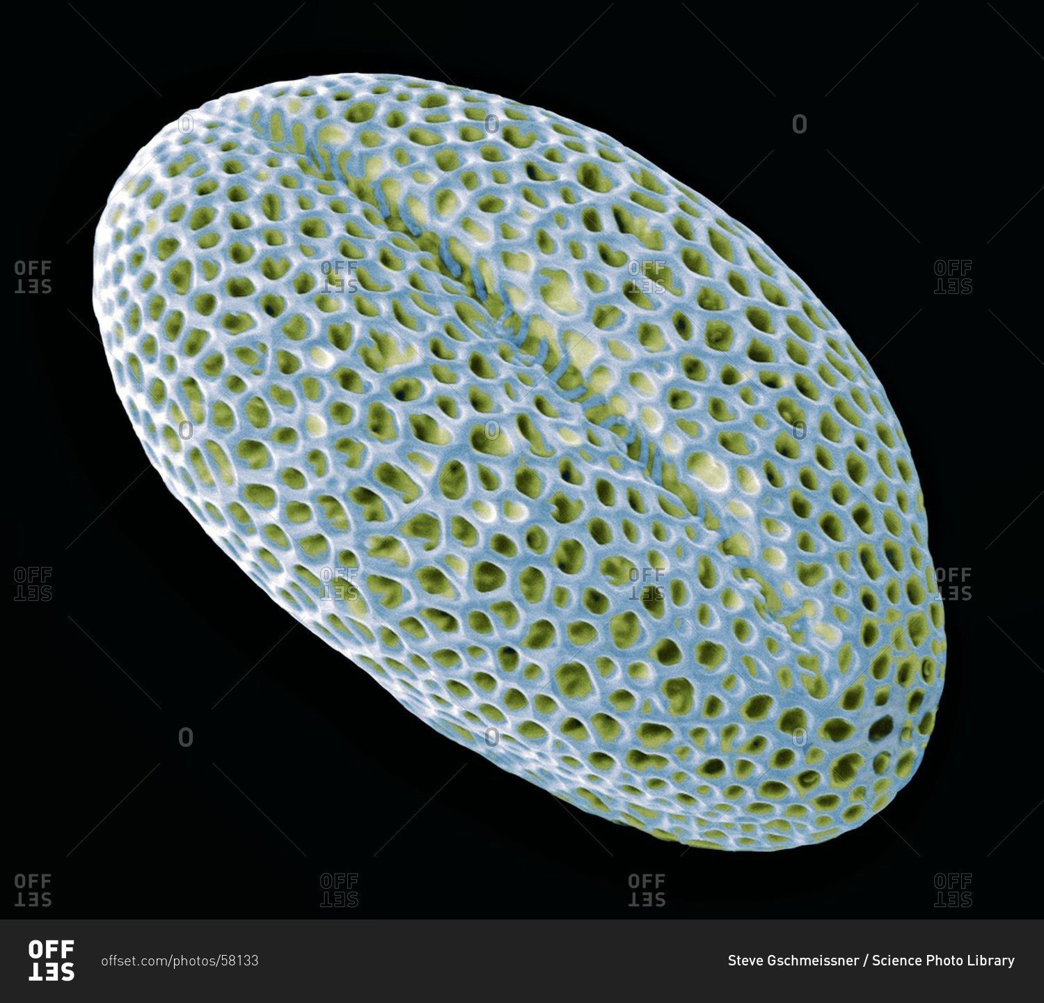 Rapeseed (Brassica napus) pollen grain under a Color scanning electron ...