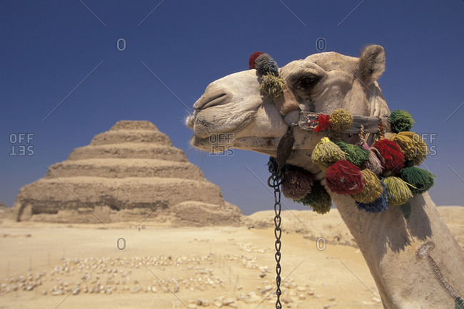 Face of a camel in front of a pyramid in Egypt - Stock Image - Everypixel