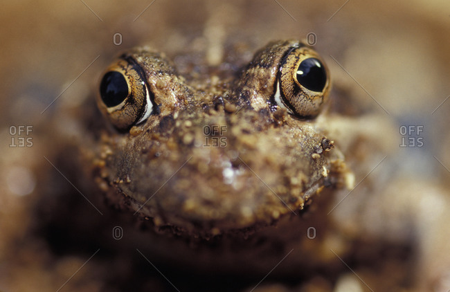 A smiling Eastern Banjo Frog, Four-Bob frog, Limnodynastes Dumerilii ...