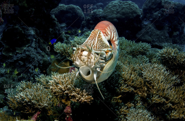 Chambered Nautilus, Nautilus Pompilius, Navigating Over A Reef Via Use ...
