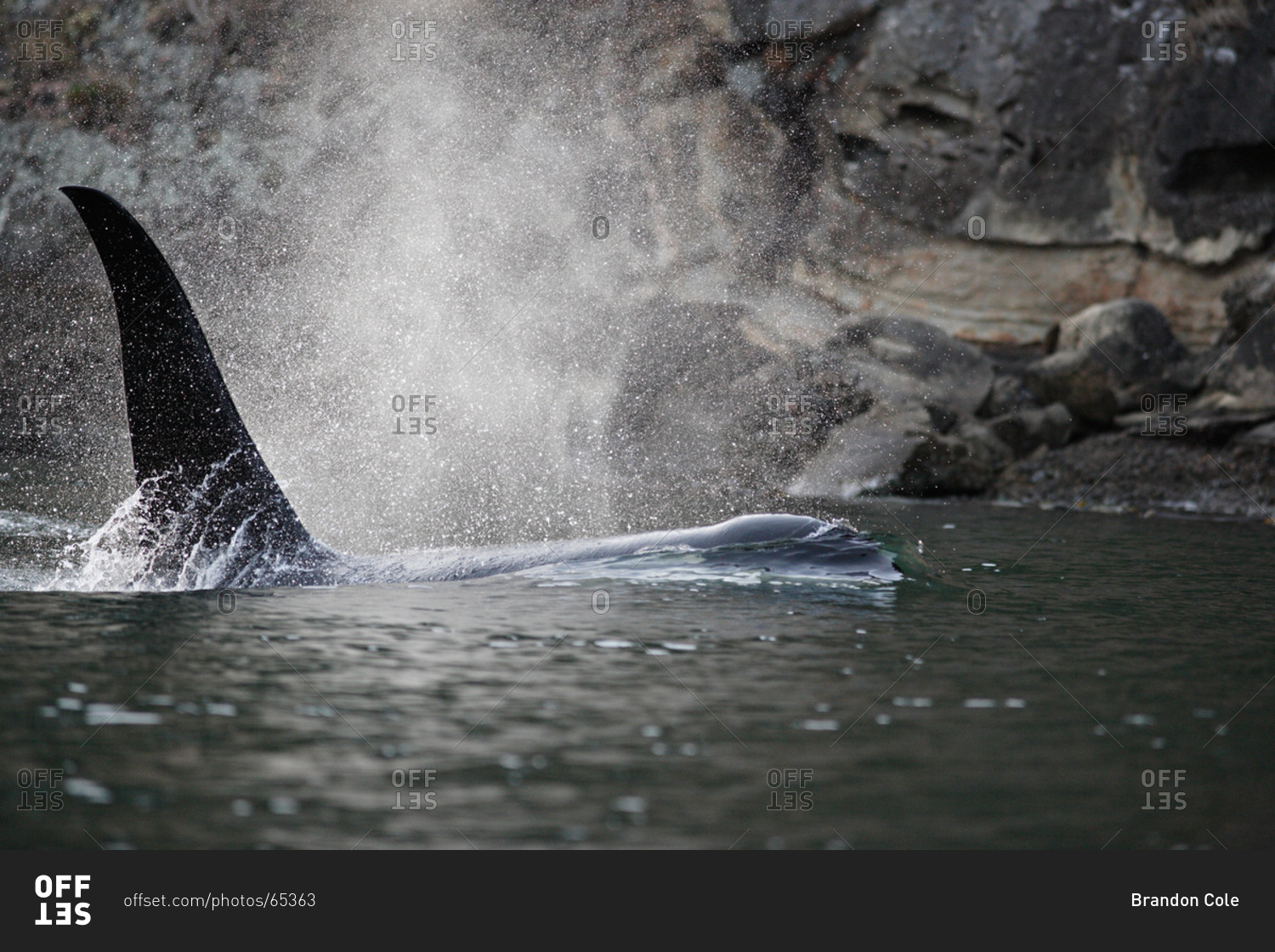 Orca (Orcinus orca) adult male with 2 meter tall dorsal fin stock photo ...