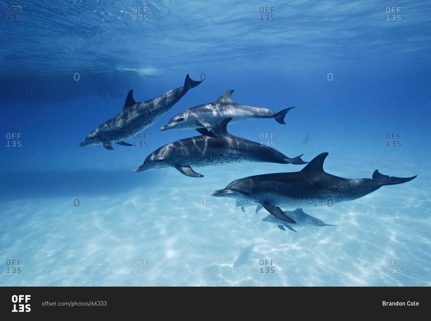 Atlantic Spotted Dolphins pod swimming together in clear blue water ...