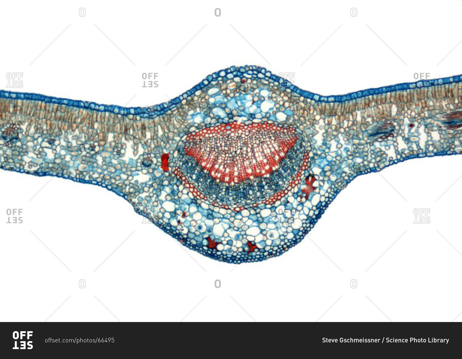 Light micrograph of a section through the midrib of a tea (Camellia ...
