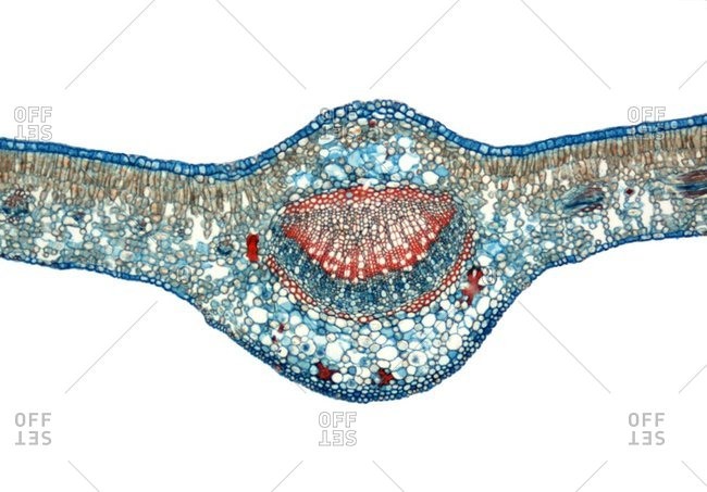 midrib stock photos - OFFSET