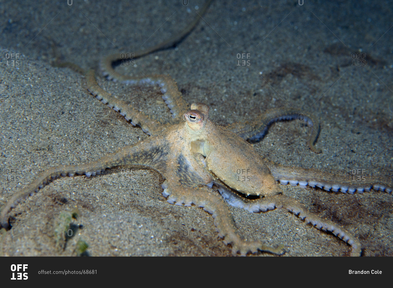 Atlantic Longarm Octopus in the Caribbean Sea stock photo - OFFSET