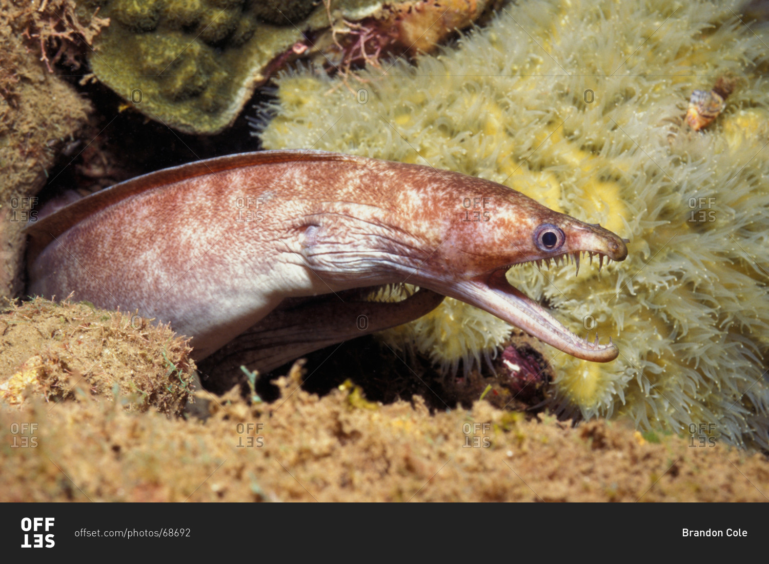 Viper Moray Eel emerges from coral stock photo - OFFSET