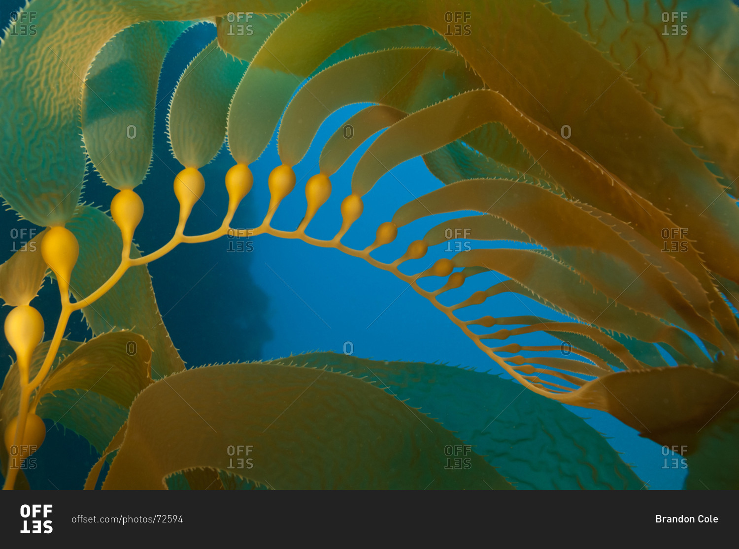Macrocystis pyrifera - Alchetron, The Free Social Encyclopedia
