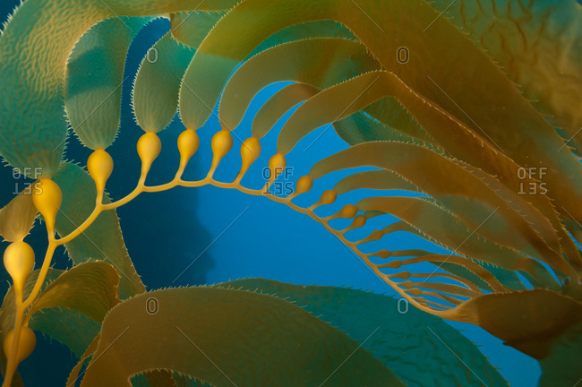 Air bladders of Giant Kelp (Macrocystis pyrifera) called pneumatocysts ...