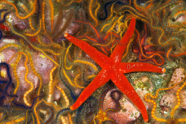 Red Brittle Star