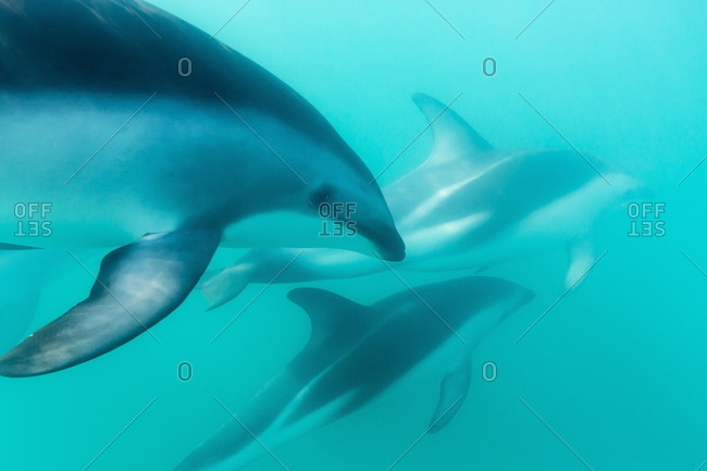 Dusky Dolphin Underwater