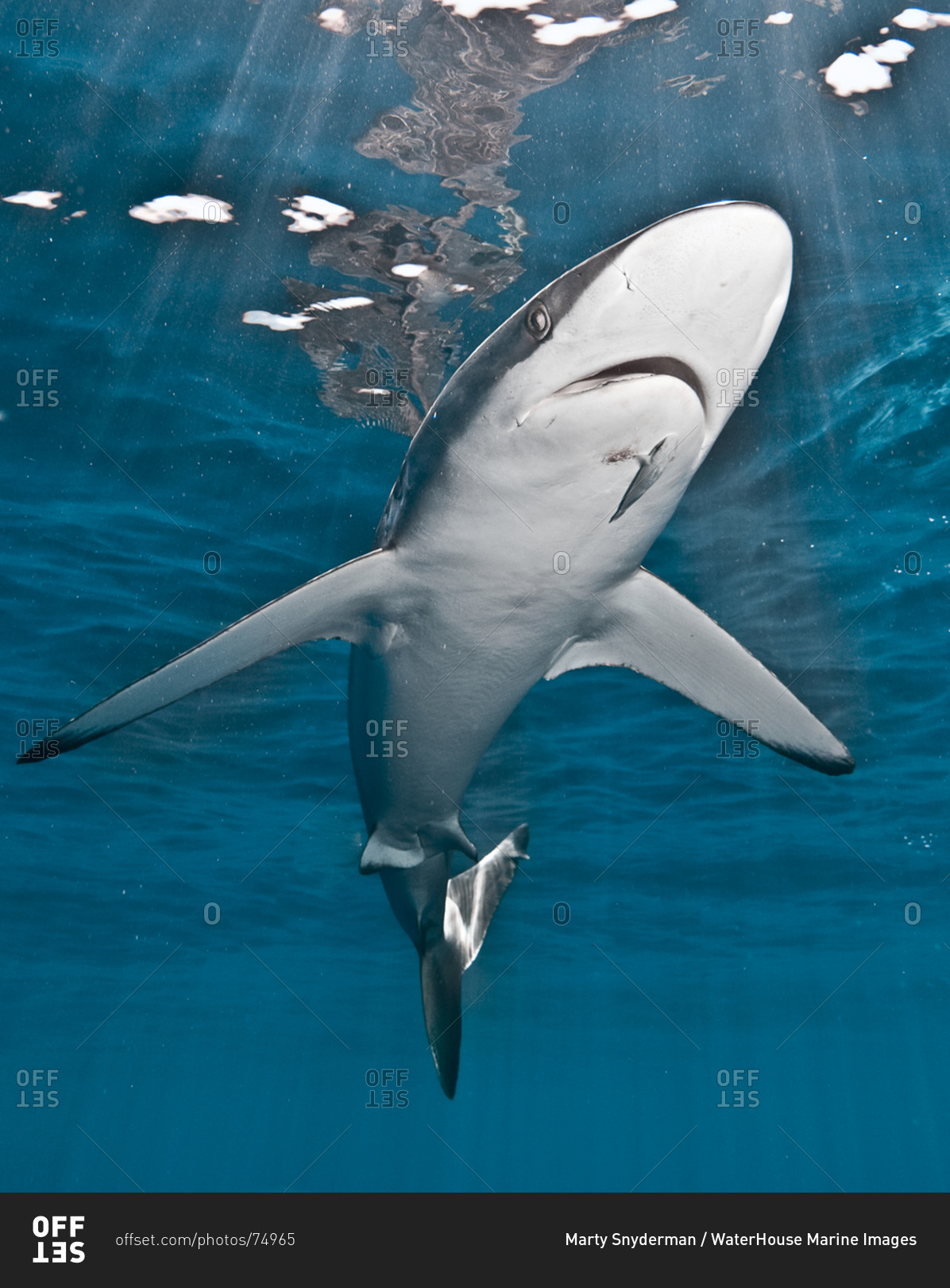 A silky shark (Carcharhinus falciformis) stock photo - OFFSET
