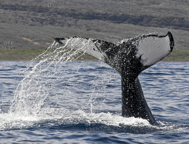 Humpback Whale Lobtailing