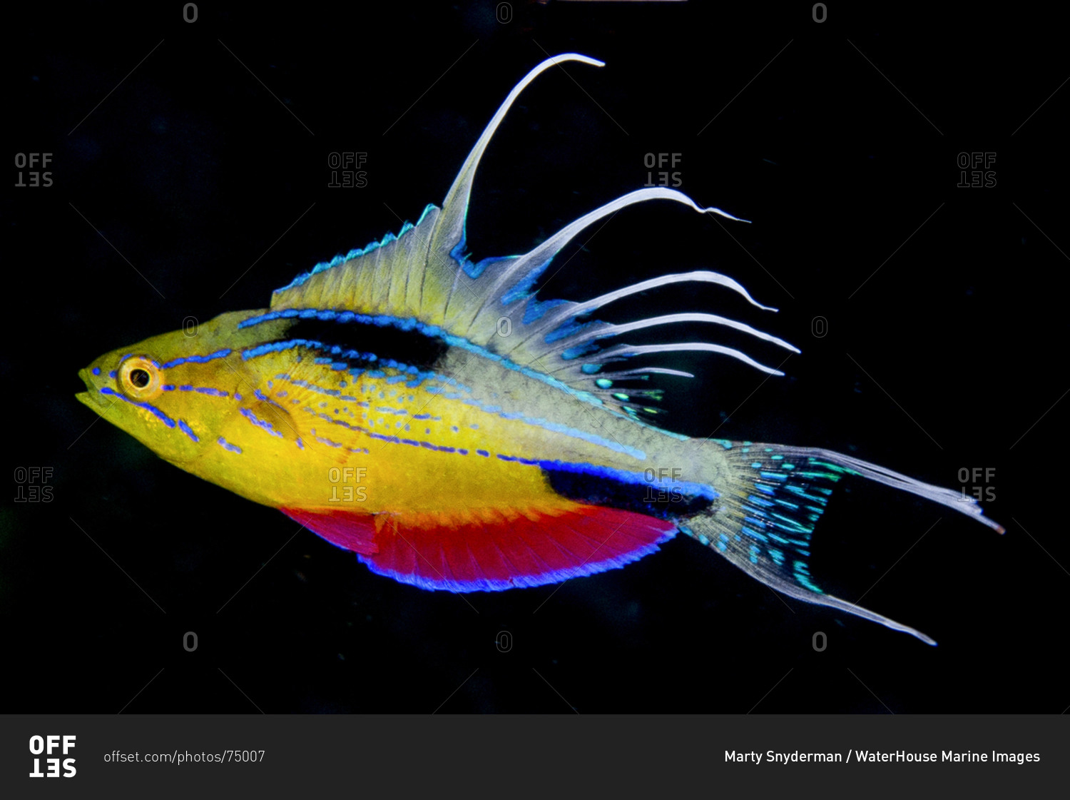 Paracheilinus Nursalim
