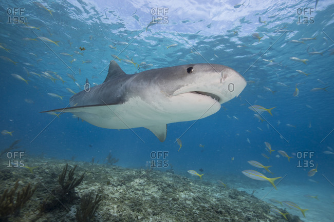 Clear Ocean Water Shark