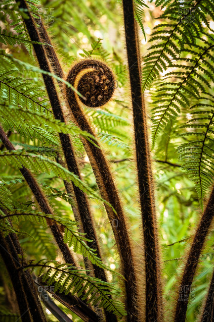 punga stock photos - OFFSET