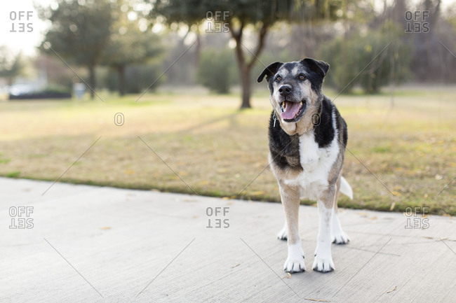 Large senior dog standing on a sidewalk outside with tongue out smiling ...